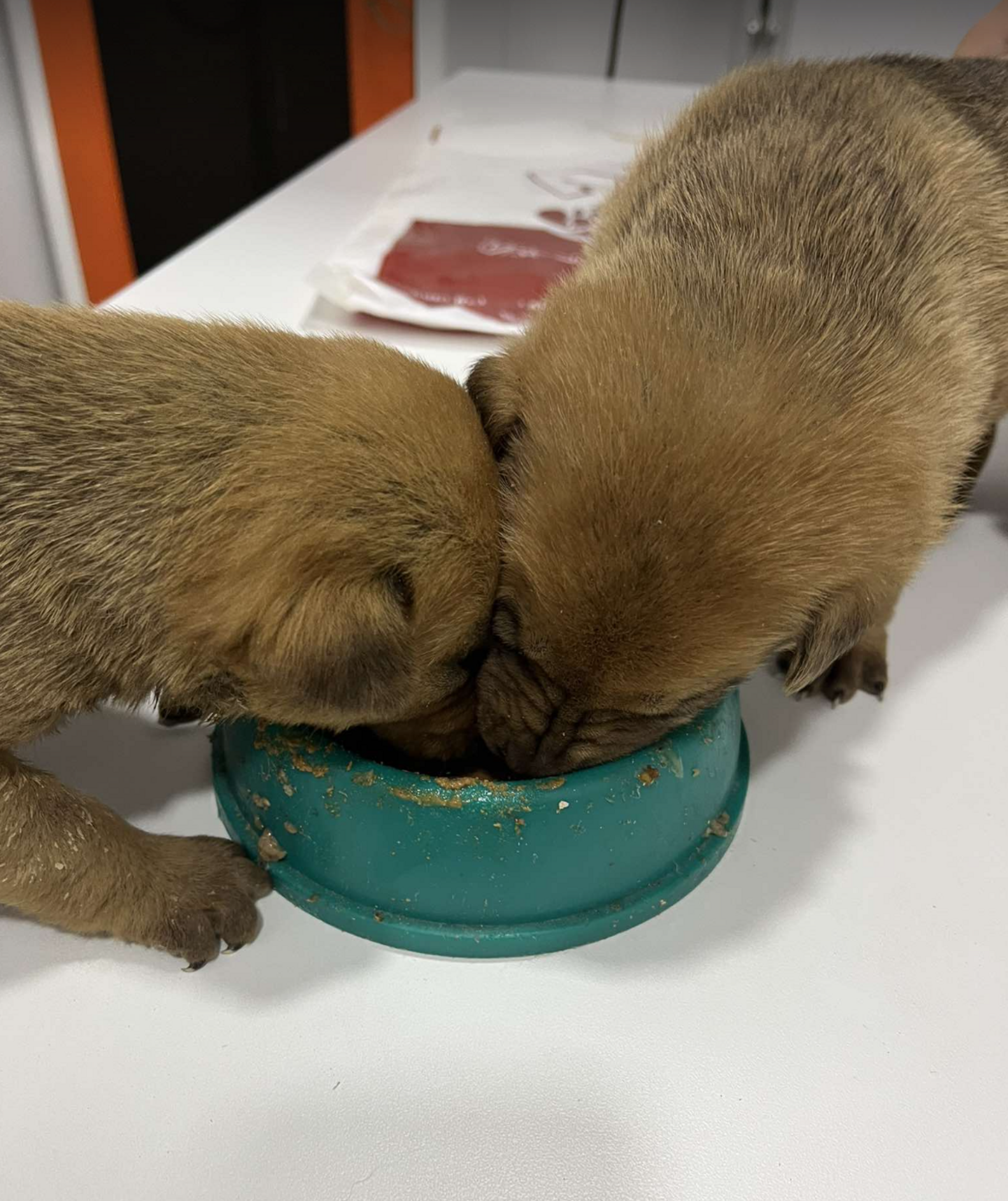 Dog Mom Shows Up At Vet Clinic's Door To Get Help For Her Sick Baby ...