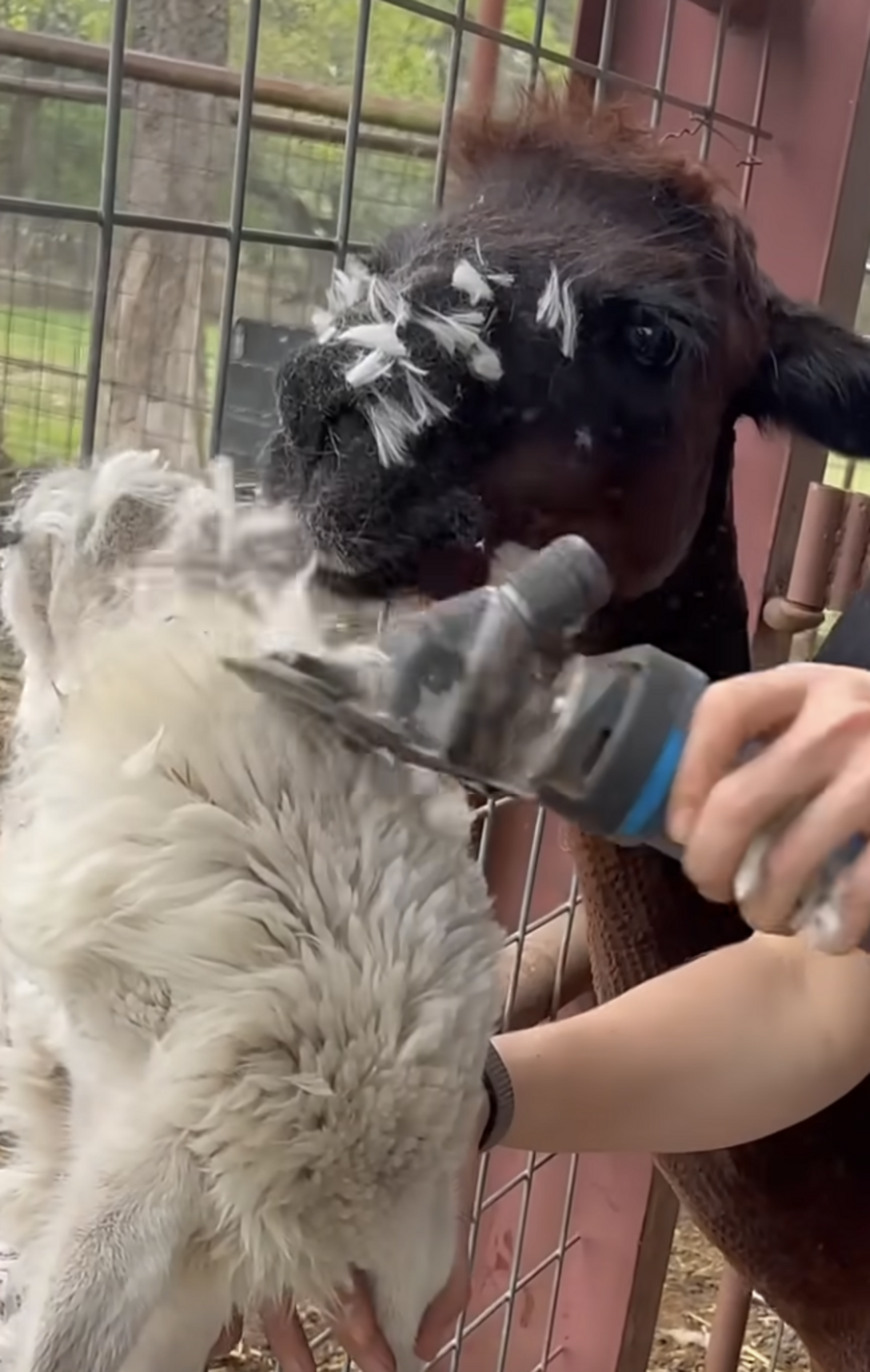 Emotional Support Alpaca Comforts Her Friend When It's Time For A Shave ...