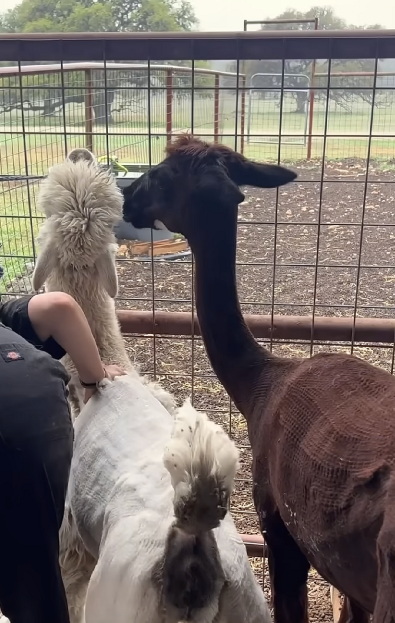 Emotional Support Alpaca Comforts Her Friend When It's Time For A Shave ...