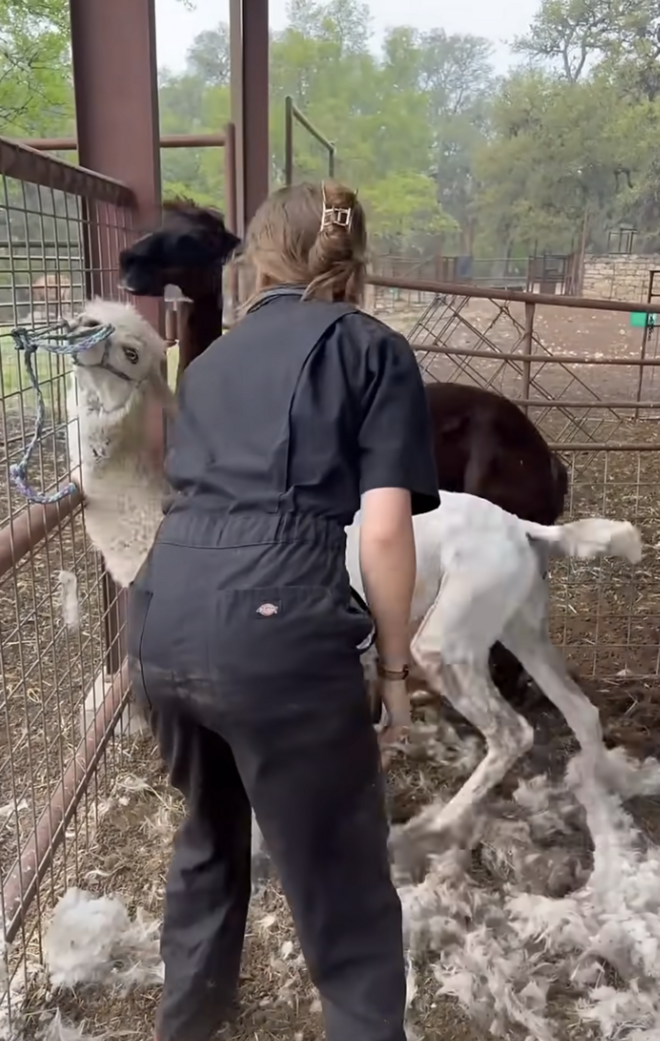 Emotional Support Alpaca Comforts Her Friend When It's Time For A Shave ...
