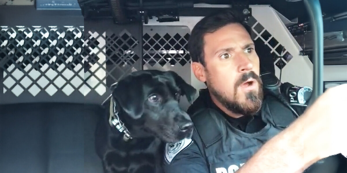 Police Dog Is The Best Sidekick - Videos - The Dodo
