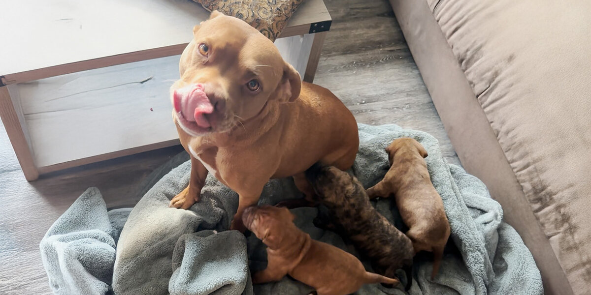 Rescue Pittie Has Fostered Over 200 Animals 💜 - Videos - The Dodo