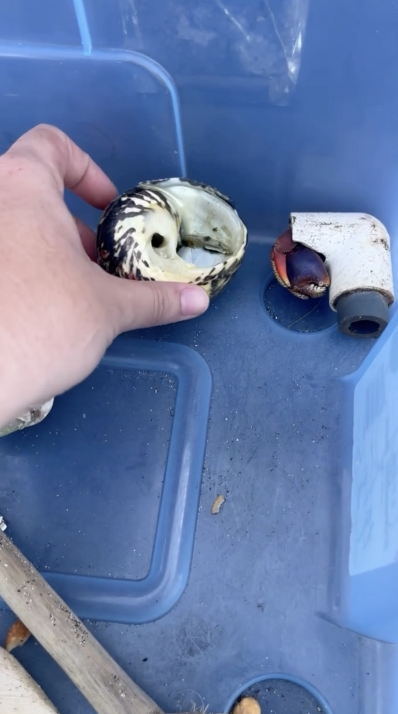 Hermit Crab Living In Plastic Pipe Gets Perfect New Home Thanks To Kind ...