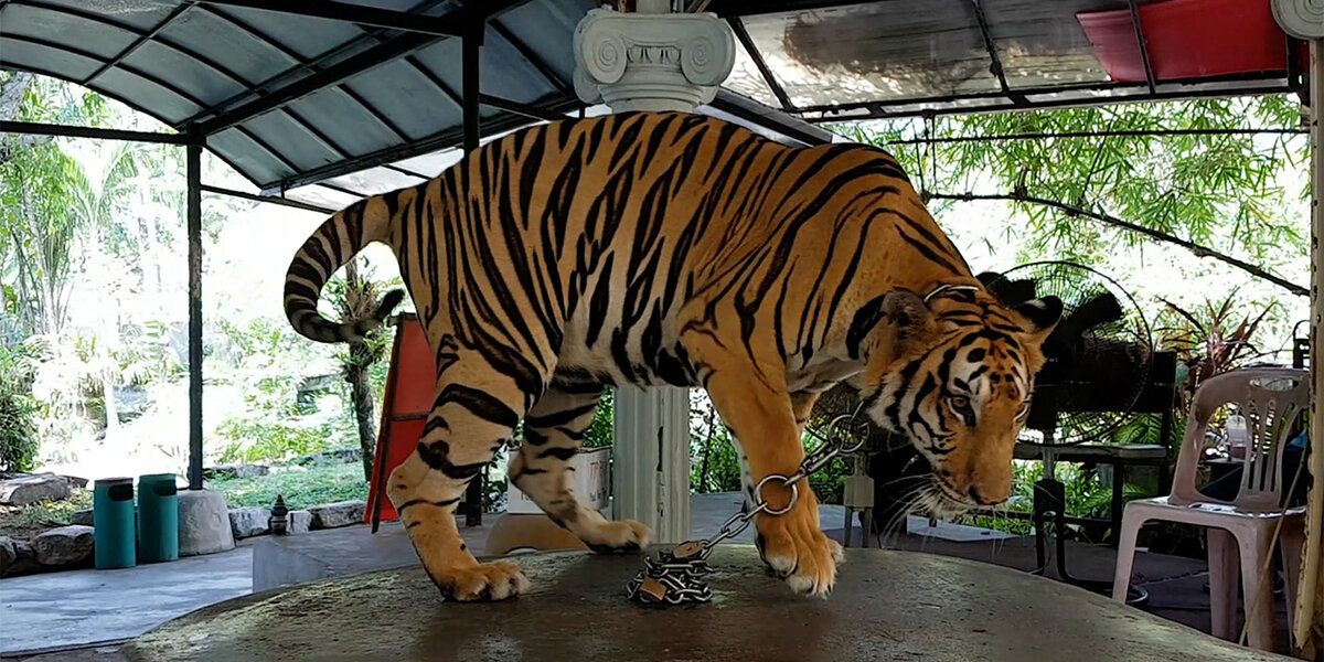 Tiger Has Been Chained Up Her Whole Life - Videos - The Dodo