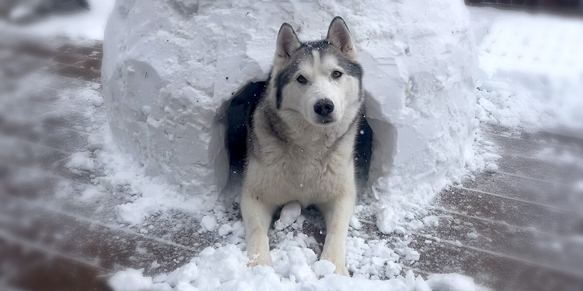 Couple Builds Igloo For Husky Who Cant Play In Snow Videos The Dodo