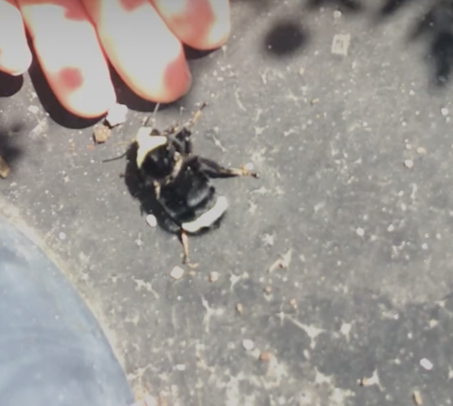 Woman Notices Tiny Bee Reach For Her Hand — Then Realizes What's Going ...