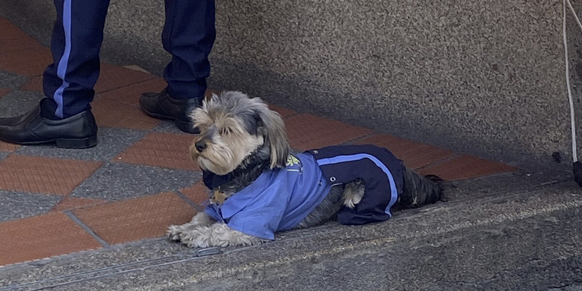 Community Rests Easy Knowing Little Security Guard Dog Is On The Job ...