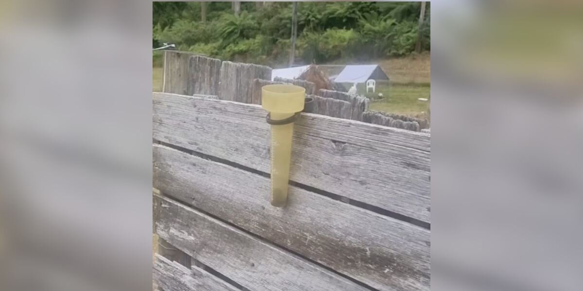 Child Notices Strange Shadow And Finds ‘Micro’ Animal Who Needs Help ...