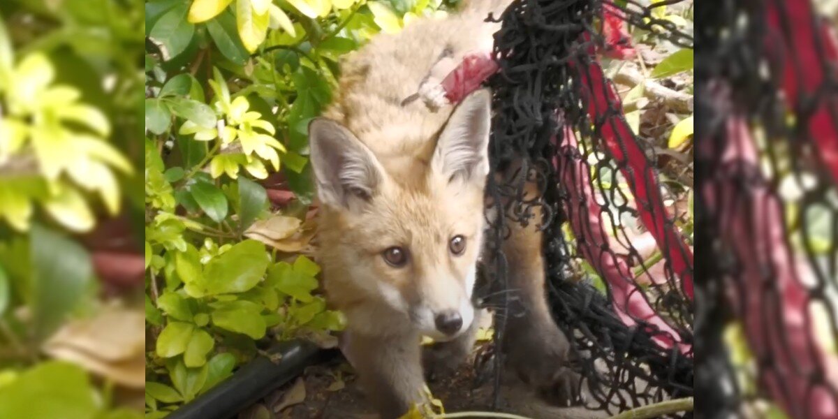 Baby Fox Entangled In Soccer Net Hopes Someone Will Free Him - The Dodo