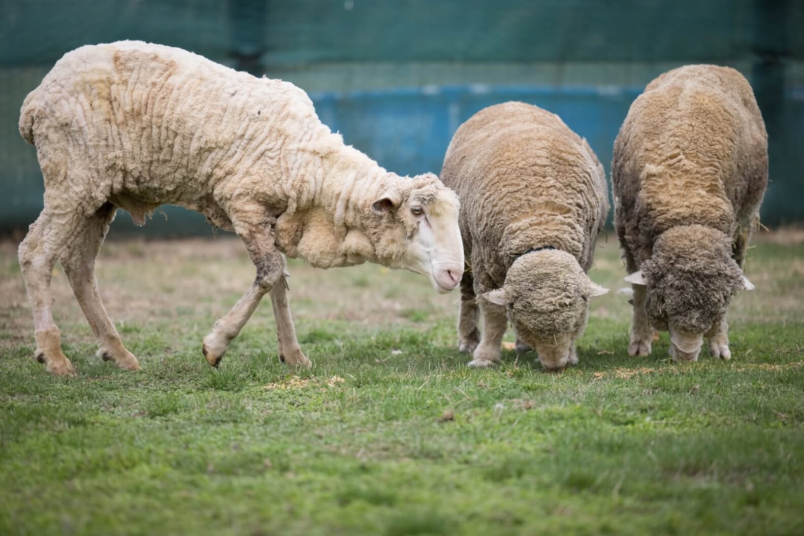 Sheep Who Lost Almost 90 Pounds Of Wool Looks Unrecognizable Now - The Dodo