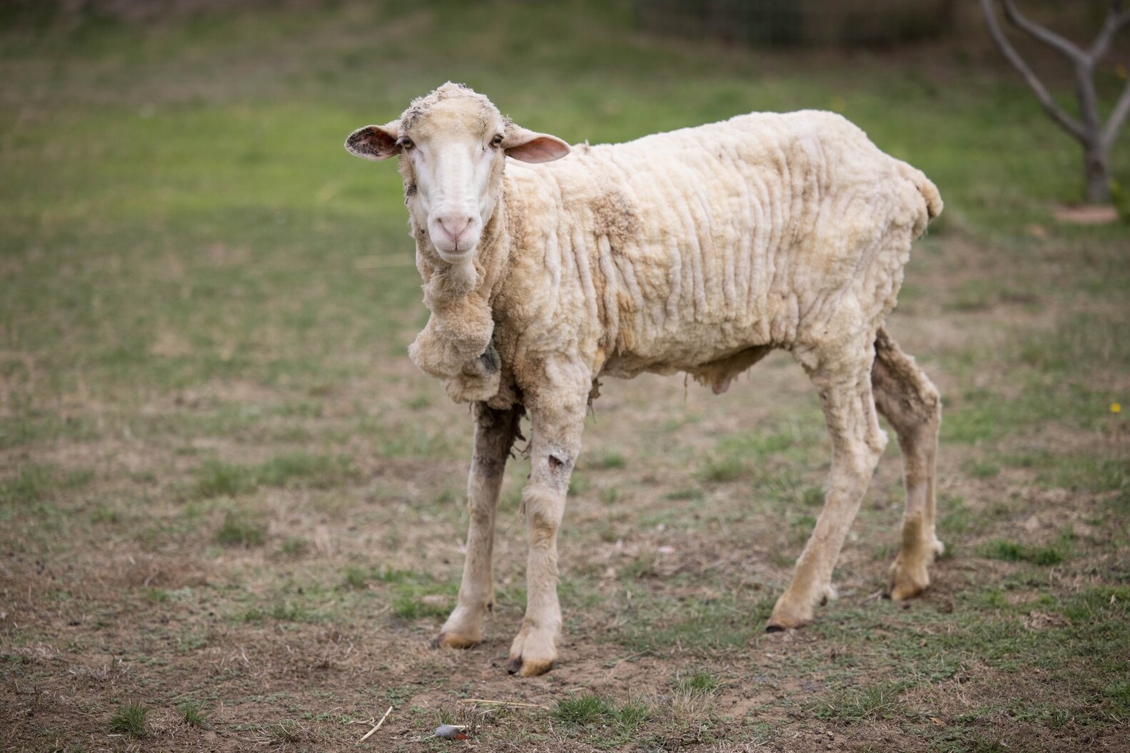 Sheep Who Lost Almost 90 Pounds Of Wool Looks Unrecognizable Now - The Dodo