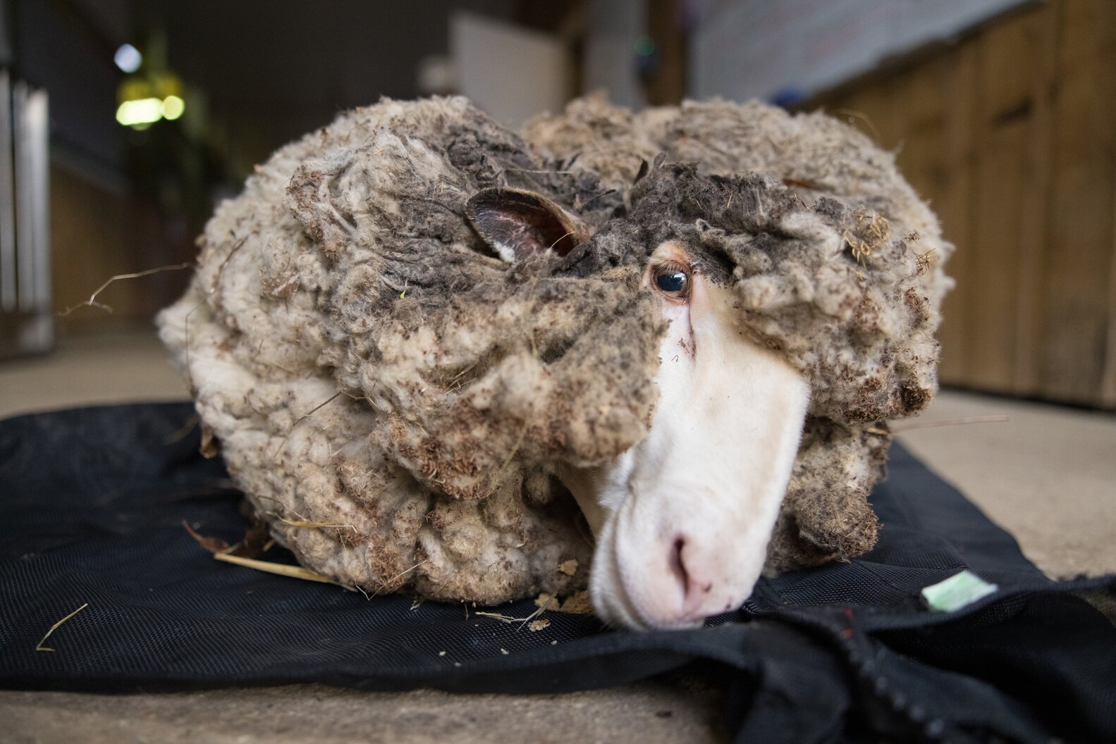 Sheep Who Lost Almost 90 Pounds Of Wool Looks Unrecognizable Now - The Dodo