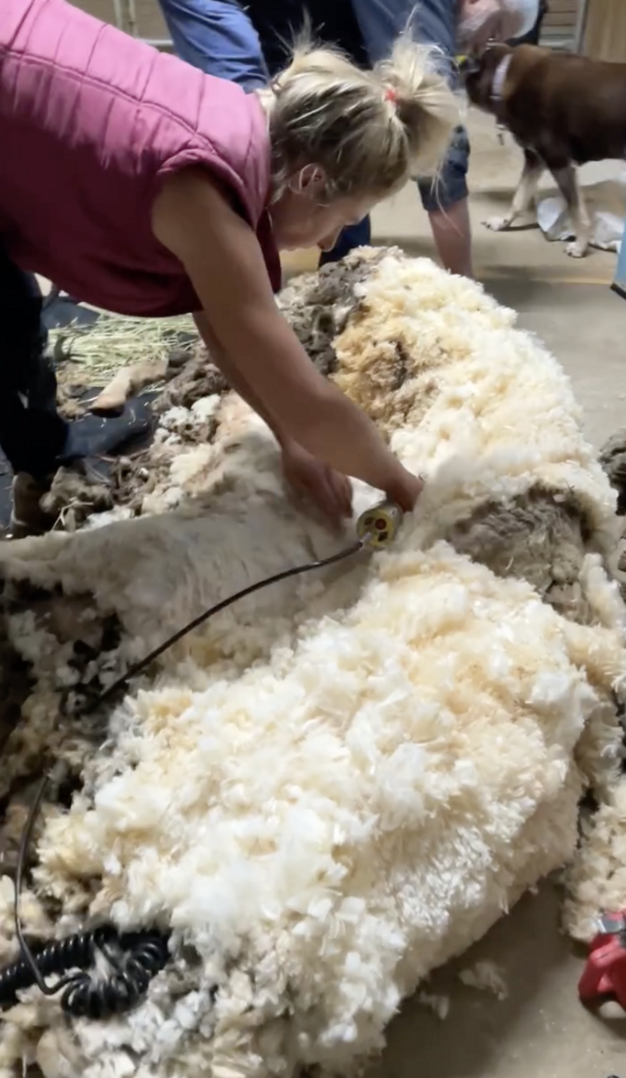 Sheep Who Lost Almost 90 Pounds Of Wool Looks Unrecognizable Now - The Dodo