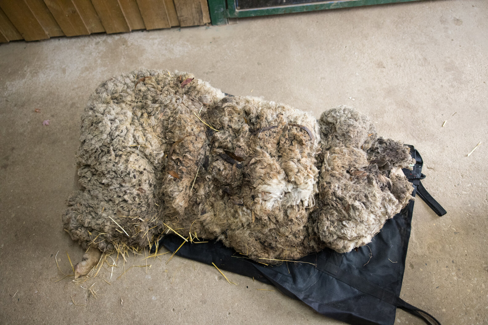 Sheep Who Lost Almost 90 Pounds Of Wool Looks Unrecognizable Now - The Dodo
