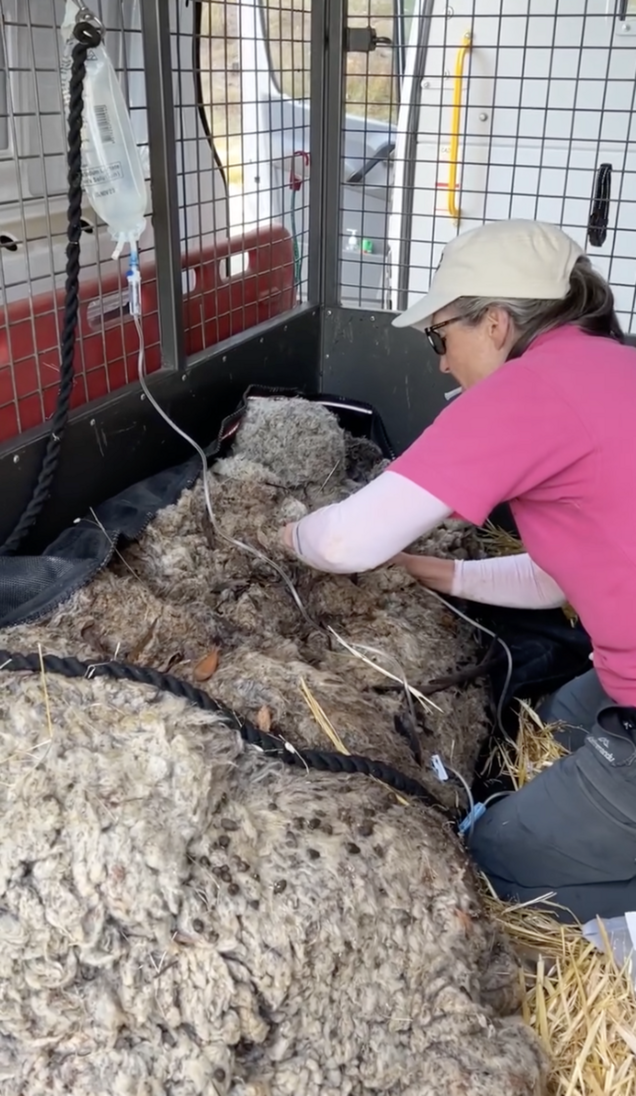 Sheep Who Lost Almost 90 Pounds Of Wool Looks Unrecognizable Now - The Dodo