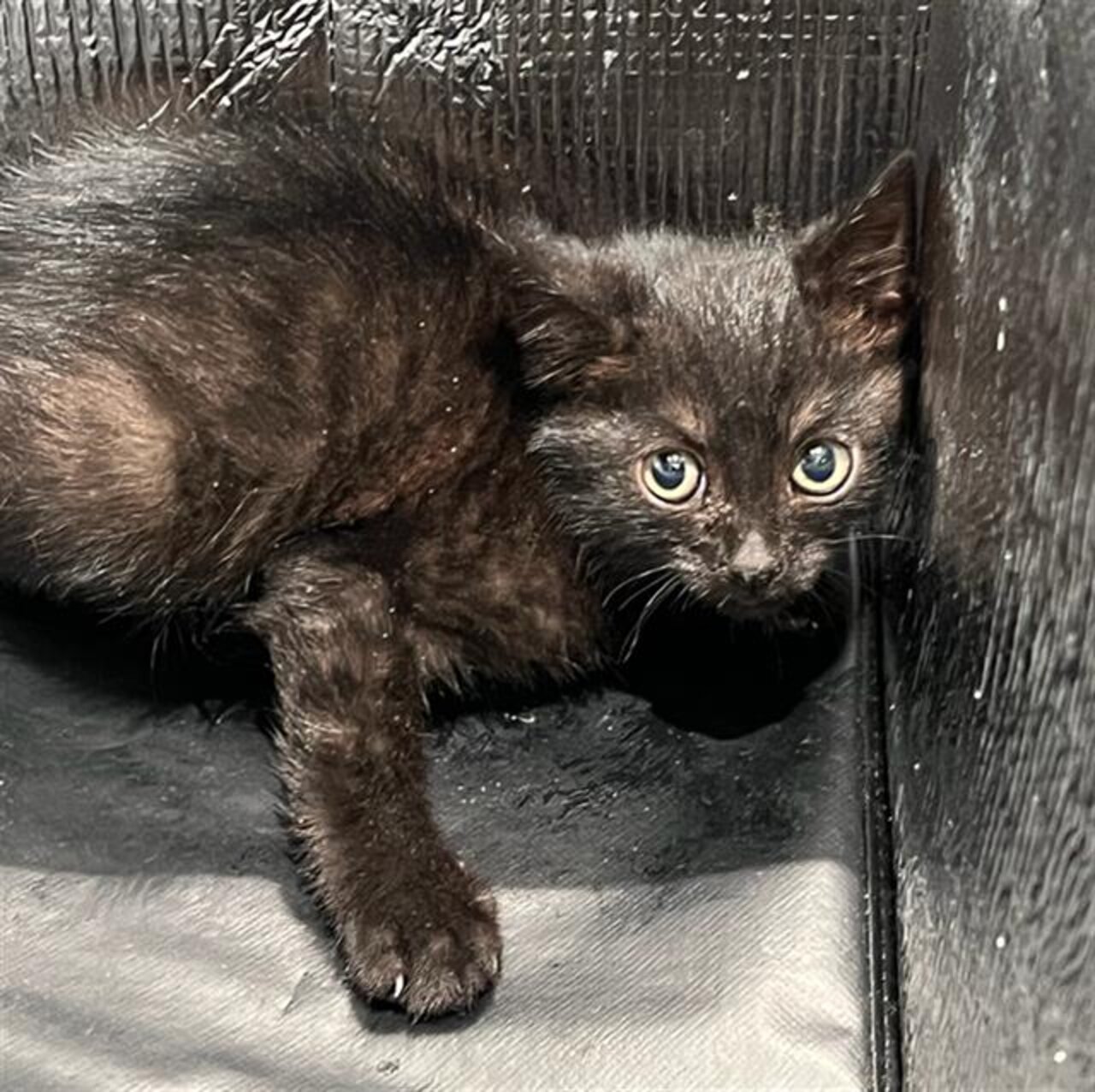 'Terrified' Survivor Kitten Has Sweetest Reaction To Making His First ...