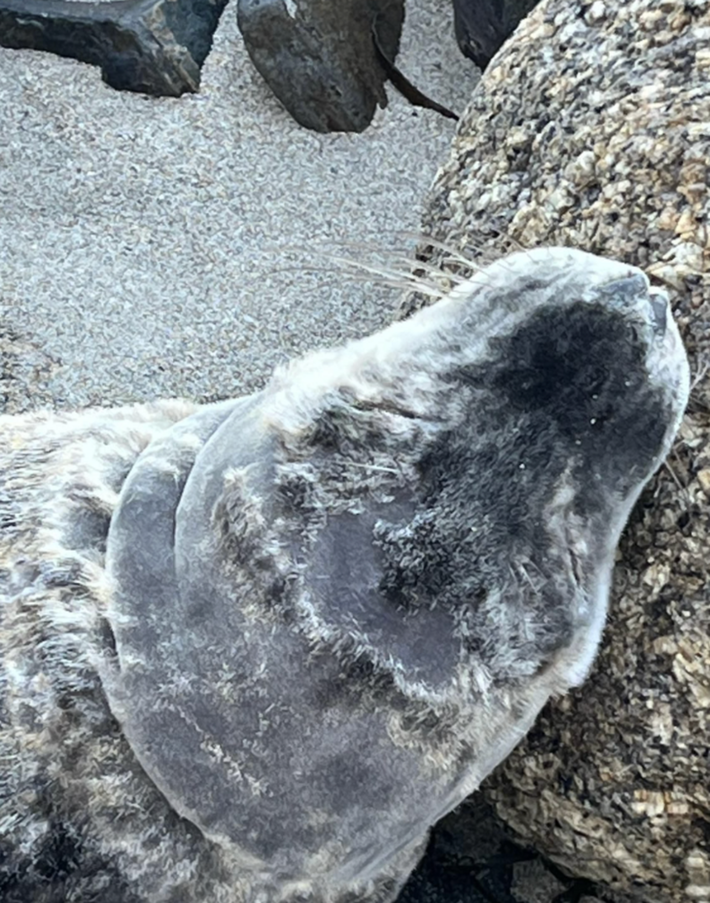 Animal Experts Are Having A Hard Time Finding The Seal In This Photo ...