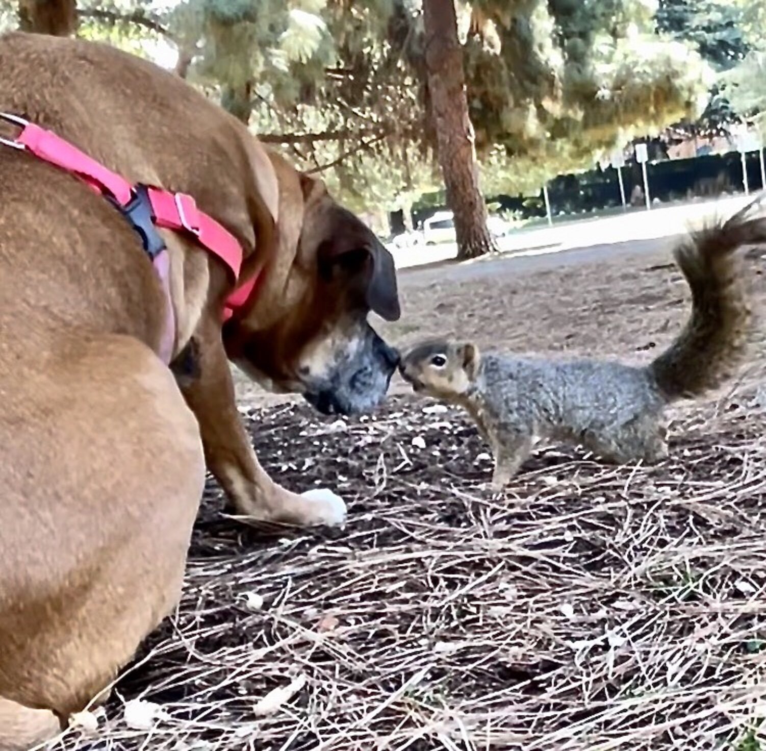 Grumpy Dog Had No Friends Until She Met A Squirrel In The Park - The Dodo