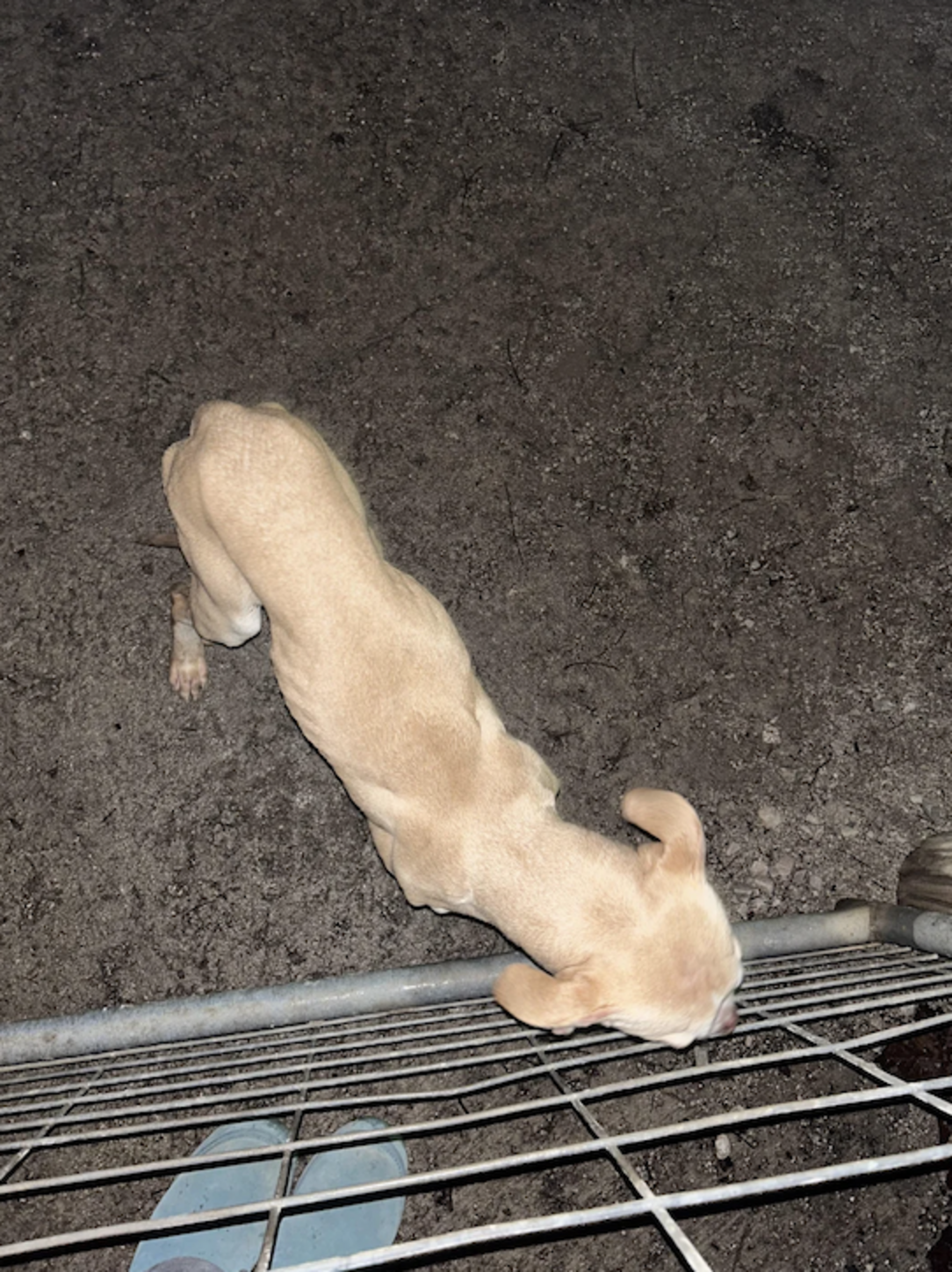 She Was Left In A Locked Dog Park Alone. Then Someone Heard Her Cries ...