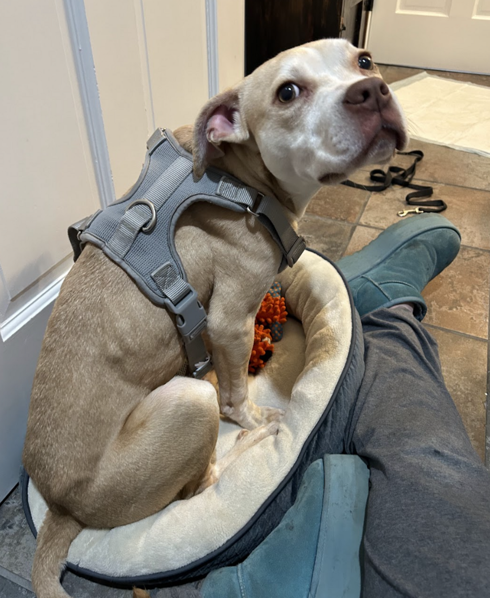 She Was Left In A Locked Dog Park Alone. Then Someone Heard Her Cries ...