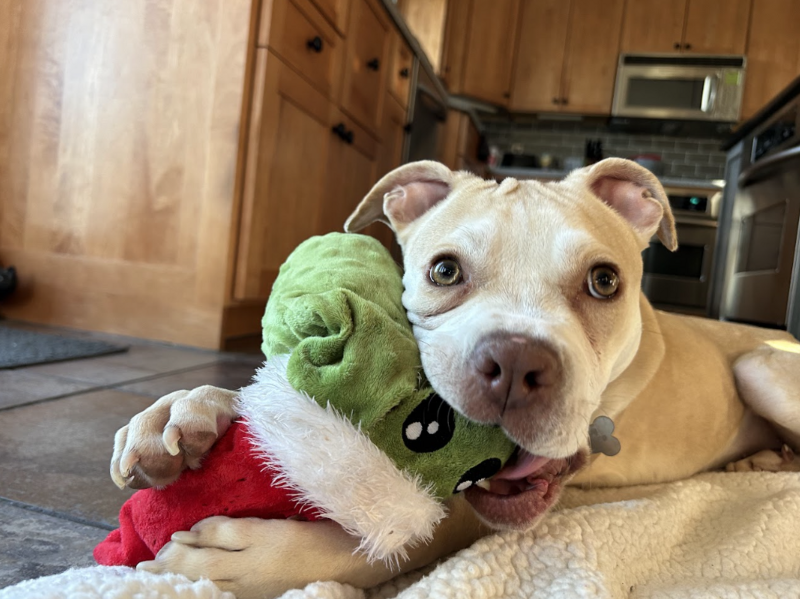 She Was Left In A Locked Dog Park Alone. Then Someone Heard Her Cries ...