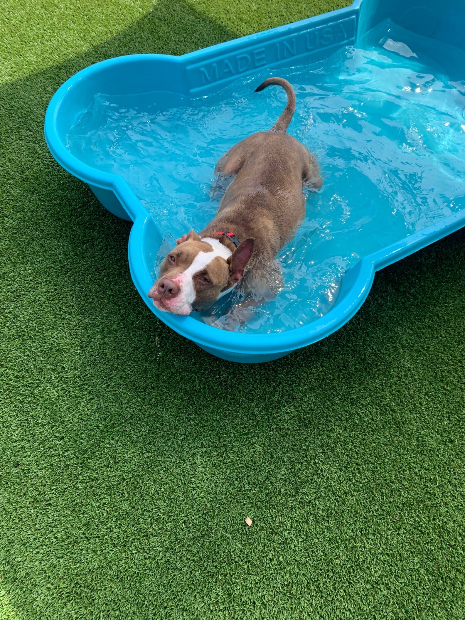 It Took 1,400 Days For This Shelter Dog's Biggest Dream To Come True ...