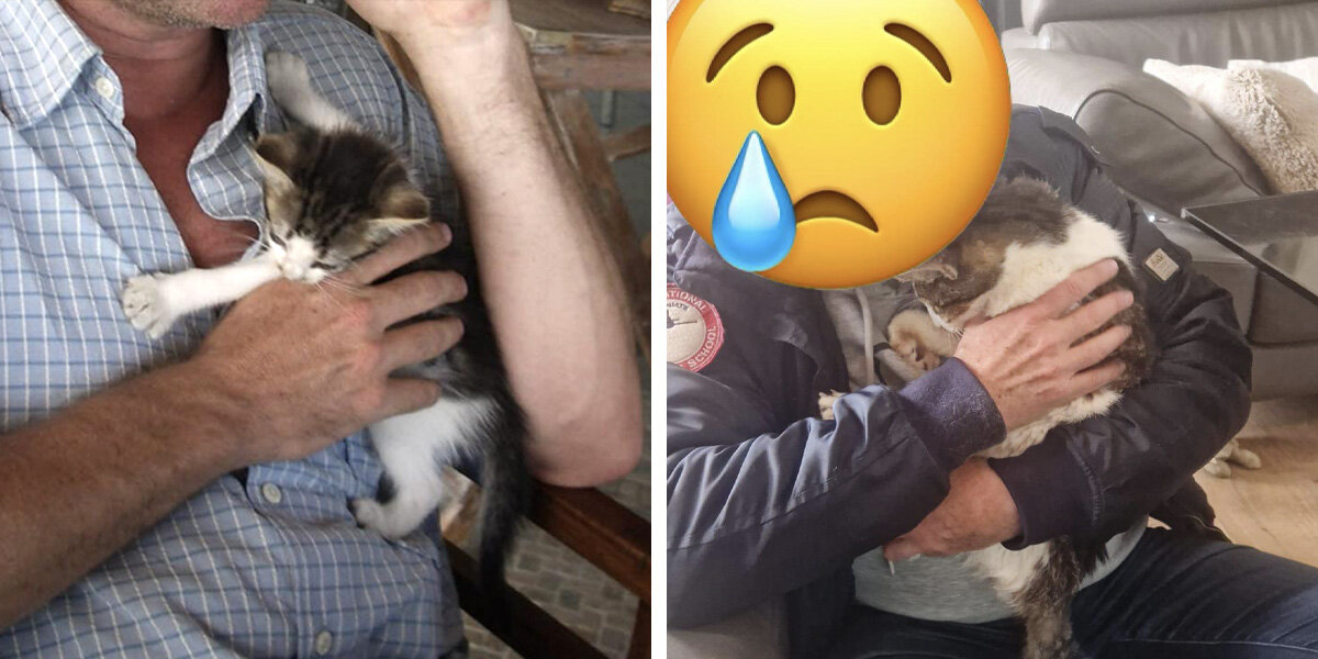 Lost Cat Found After 15 Years Reunites With His Dad For One Last ...