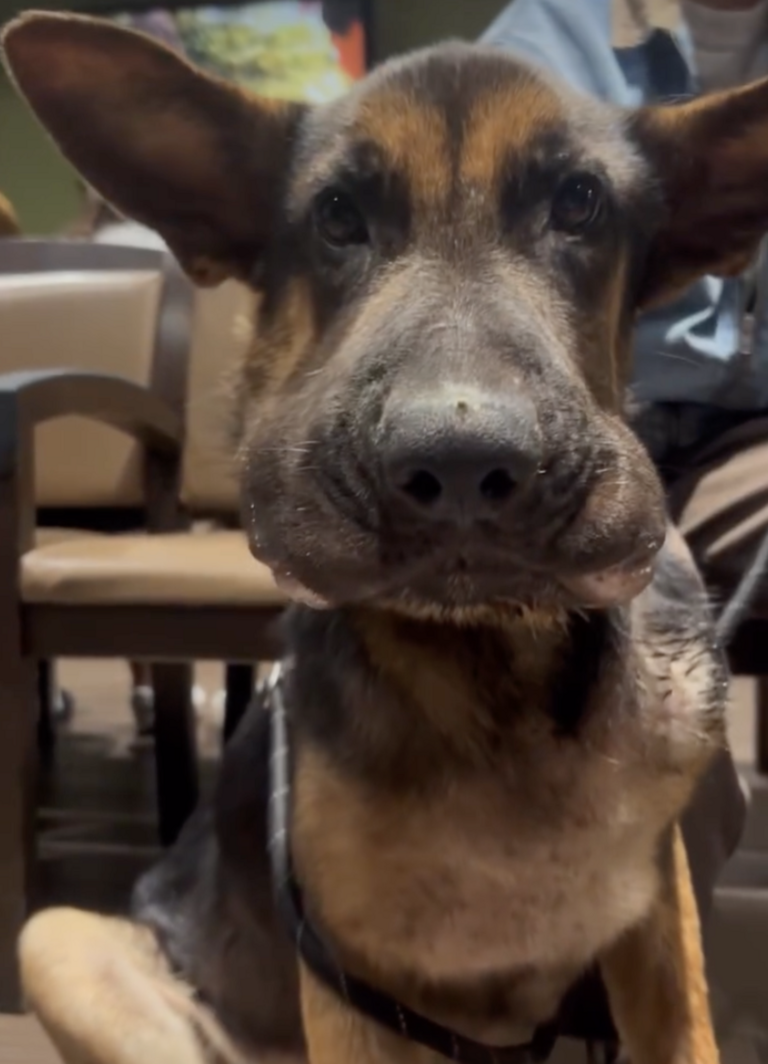 Swollen Puppy Dumped At ER Completely Transforms After Being Loved ...