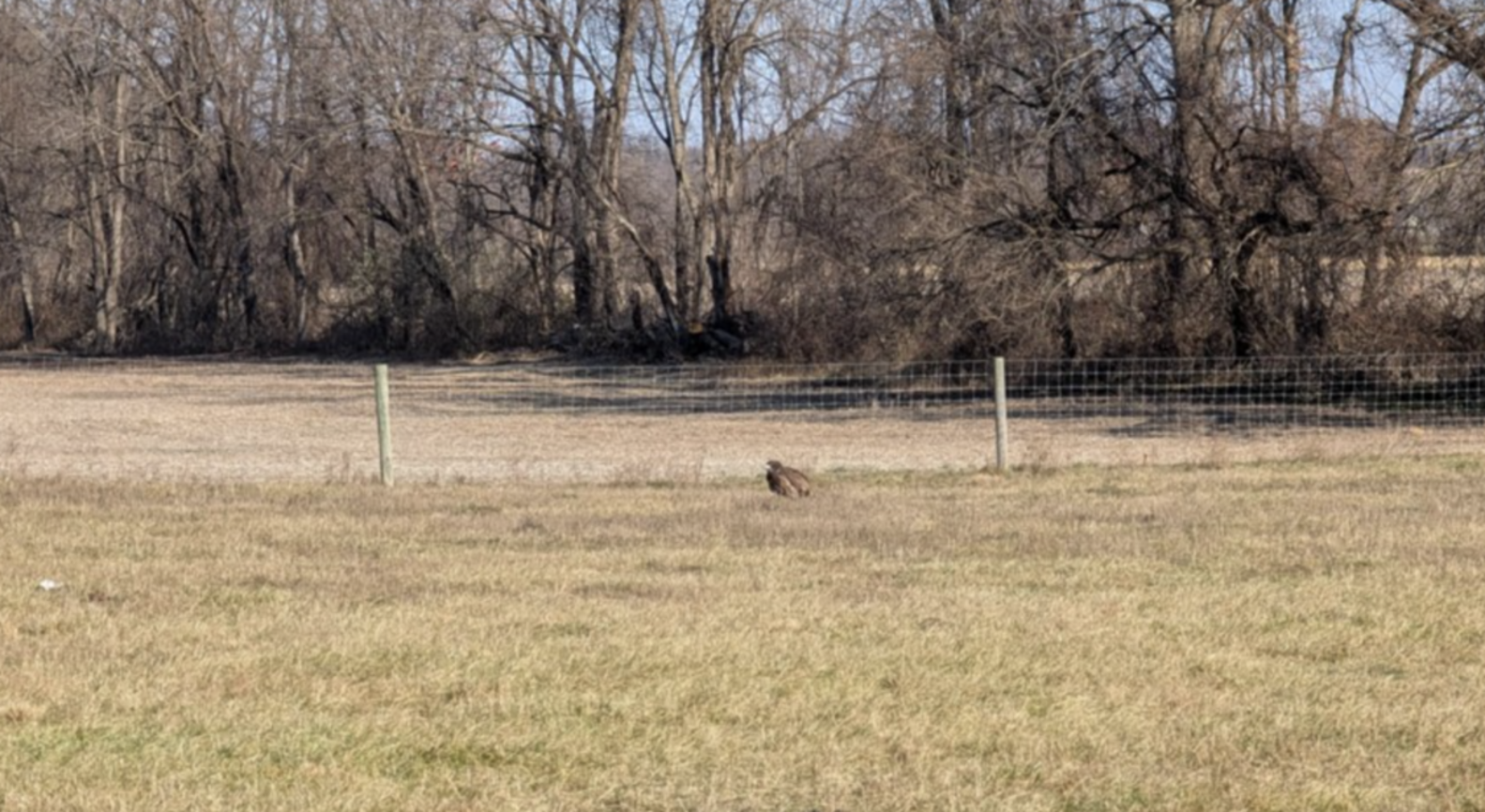 Child Spots Lump In Middle Of Field And Ends Up Saving Majestic Animal ...