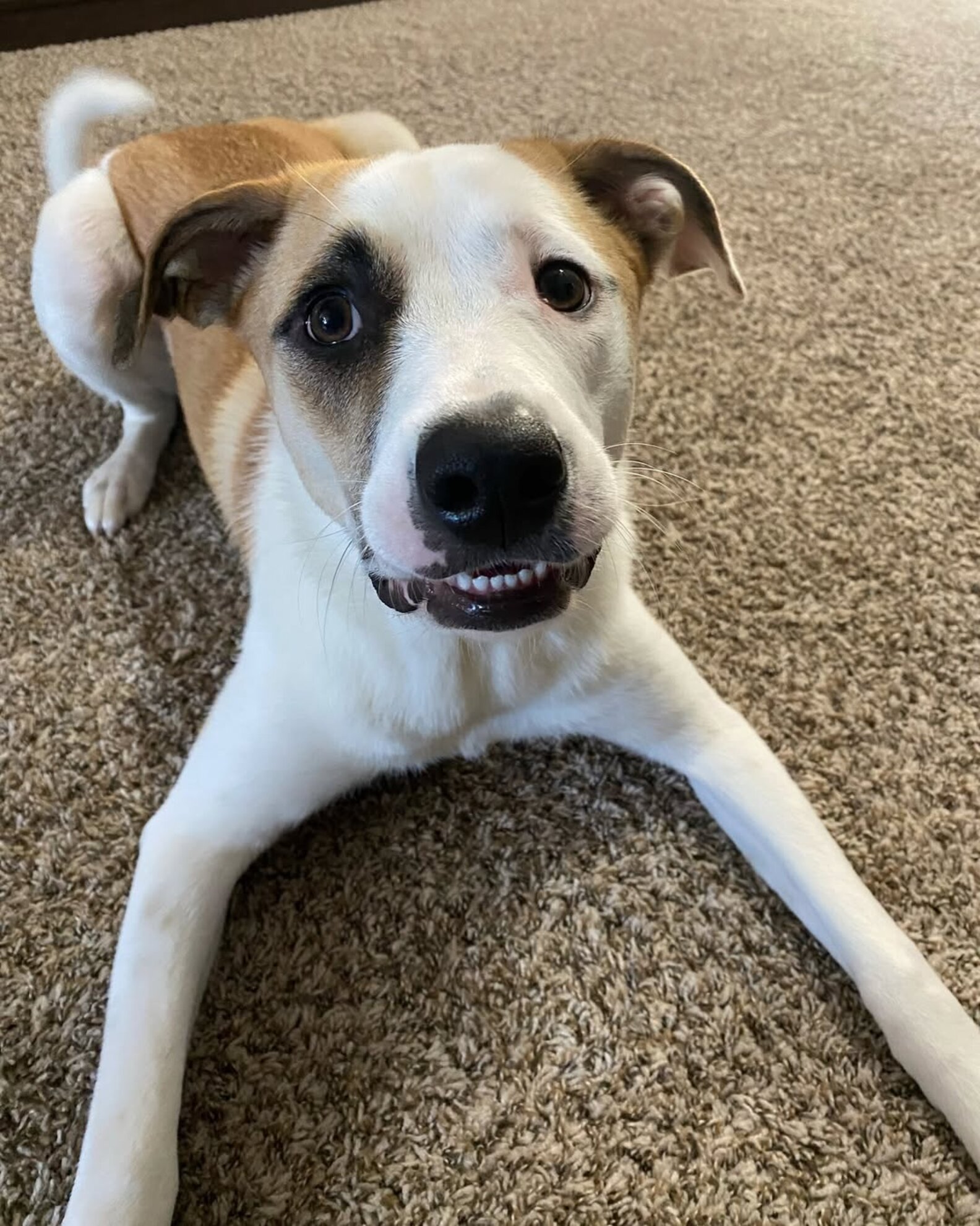 Polite Dog Sits Outside Mom's Door, Waiting To Hear Her Two Favorite ...
