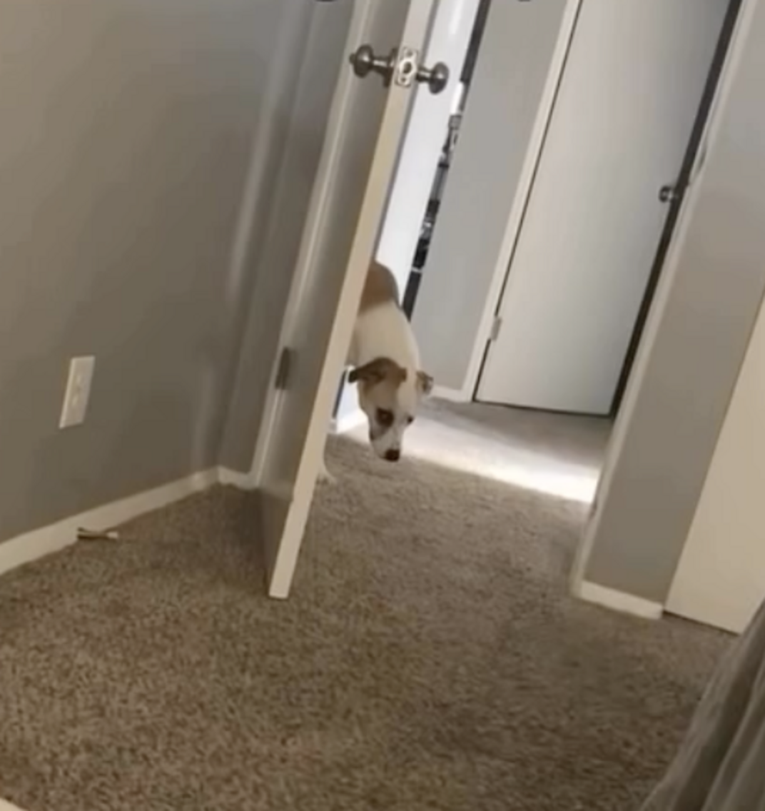 Polite Dog Sits Outside Mom's Door, Waiting To Hear Her Two Favorite ...