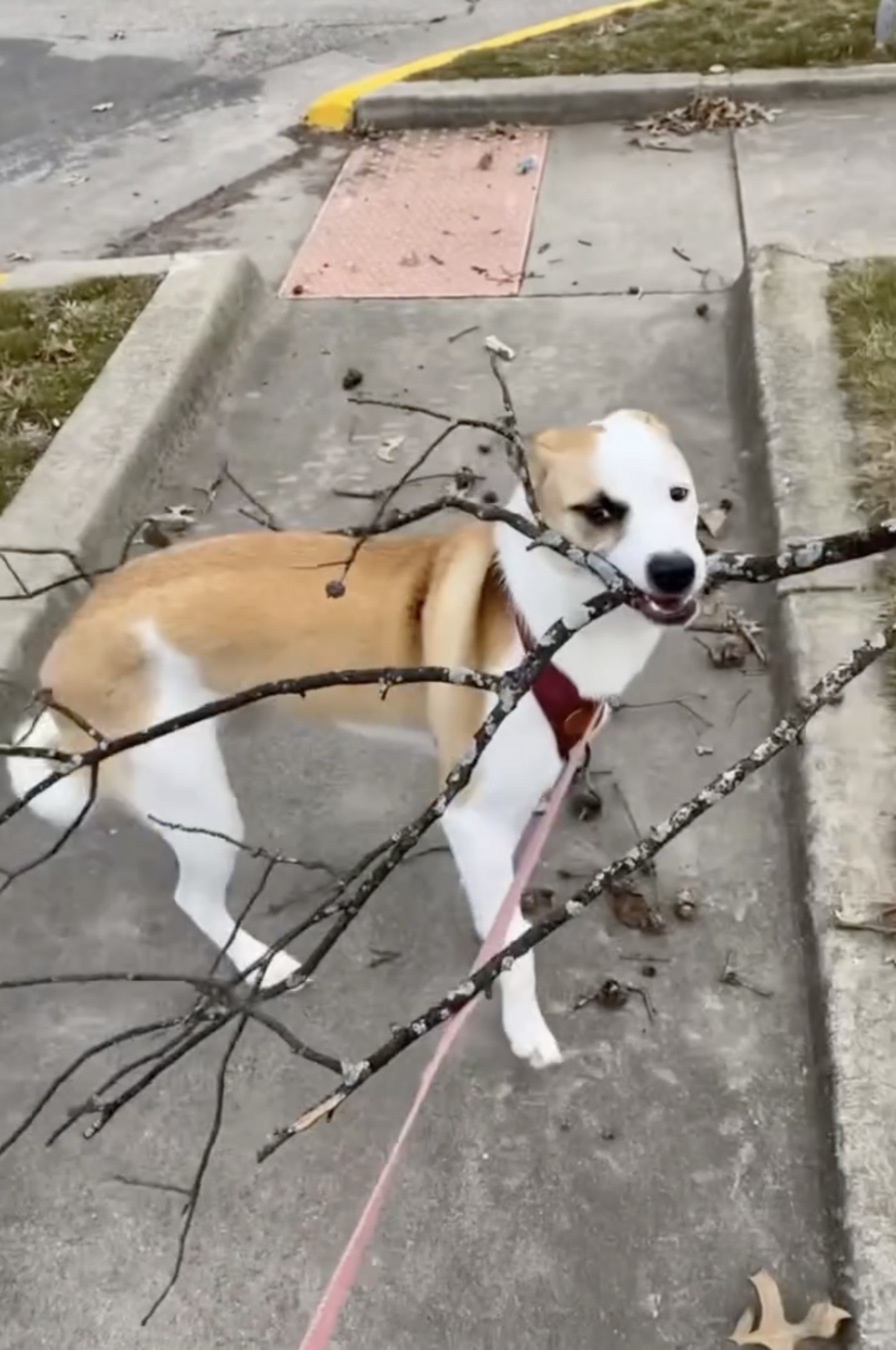 Polite Dog Sits Outside Mom's Door, Waiting To Hear Her Two Favorite ...