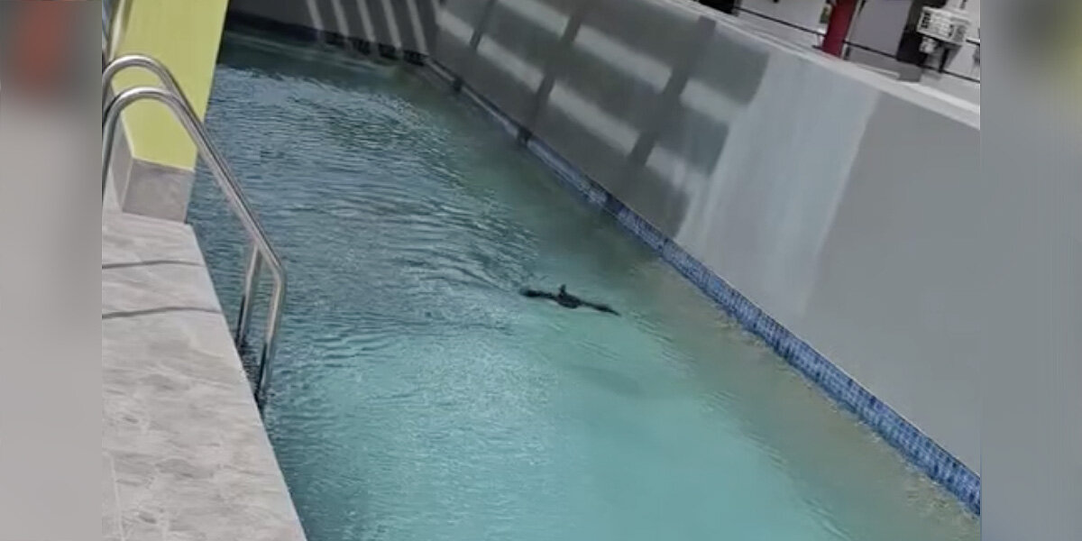 Resort Calls For Help After Finding An Unauthorized Swimmer In Their ...