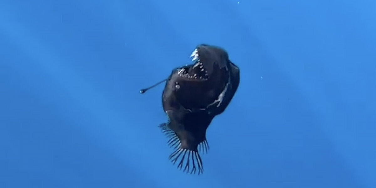 Researchers Stunned As Rarely Seen Sea Creature Emerges From The Depths ...