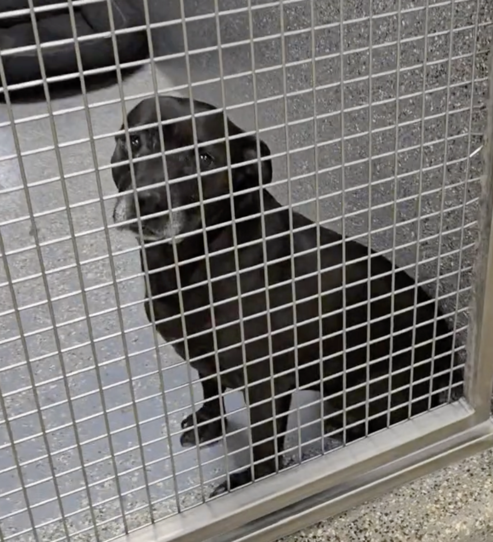 Shelter Staff Can't Figure Out Why Their 'Favorite' Dog Keeps Getting ...
