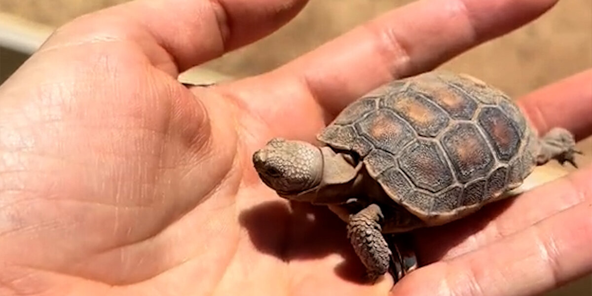 30-Year-Old Tortoise Guides Her Mom On Daily Walks - Videos - The Dodo