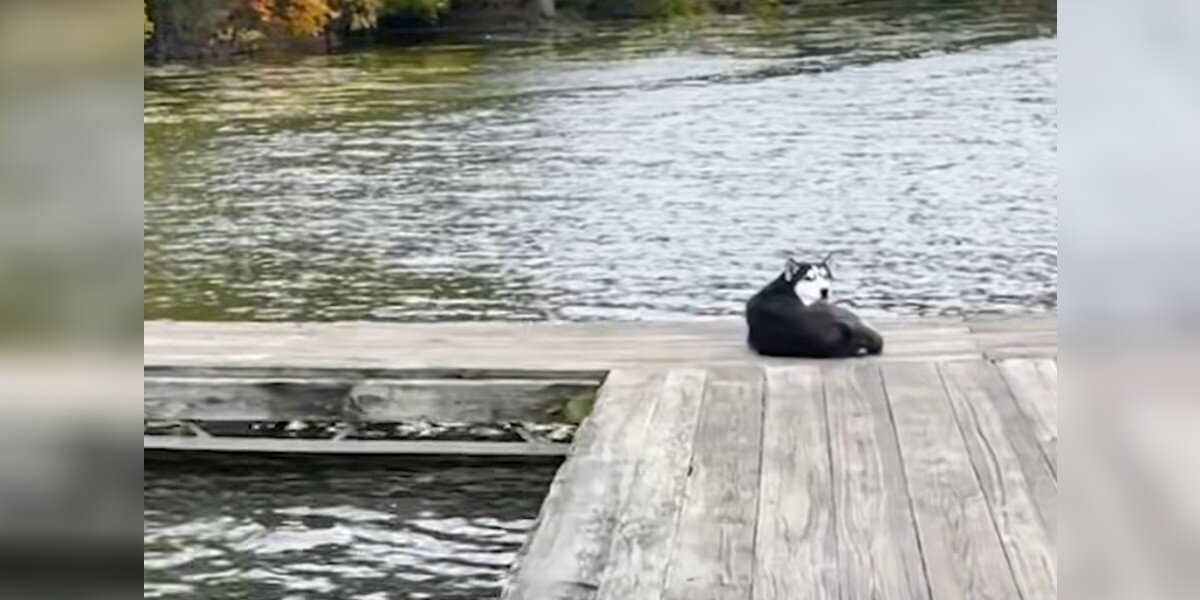Husky Curled Up On Edge Of Dock Was Terrified Of Being Rescued - The Dodo