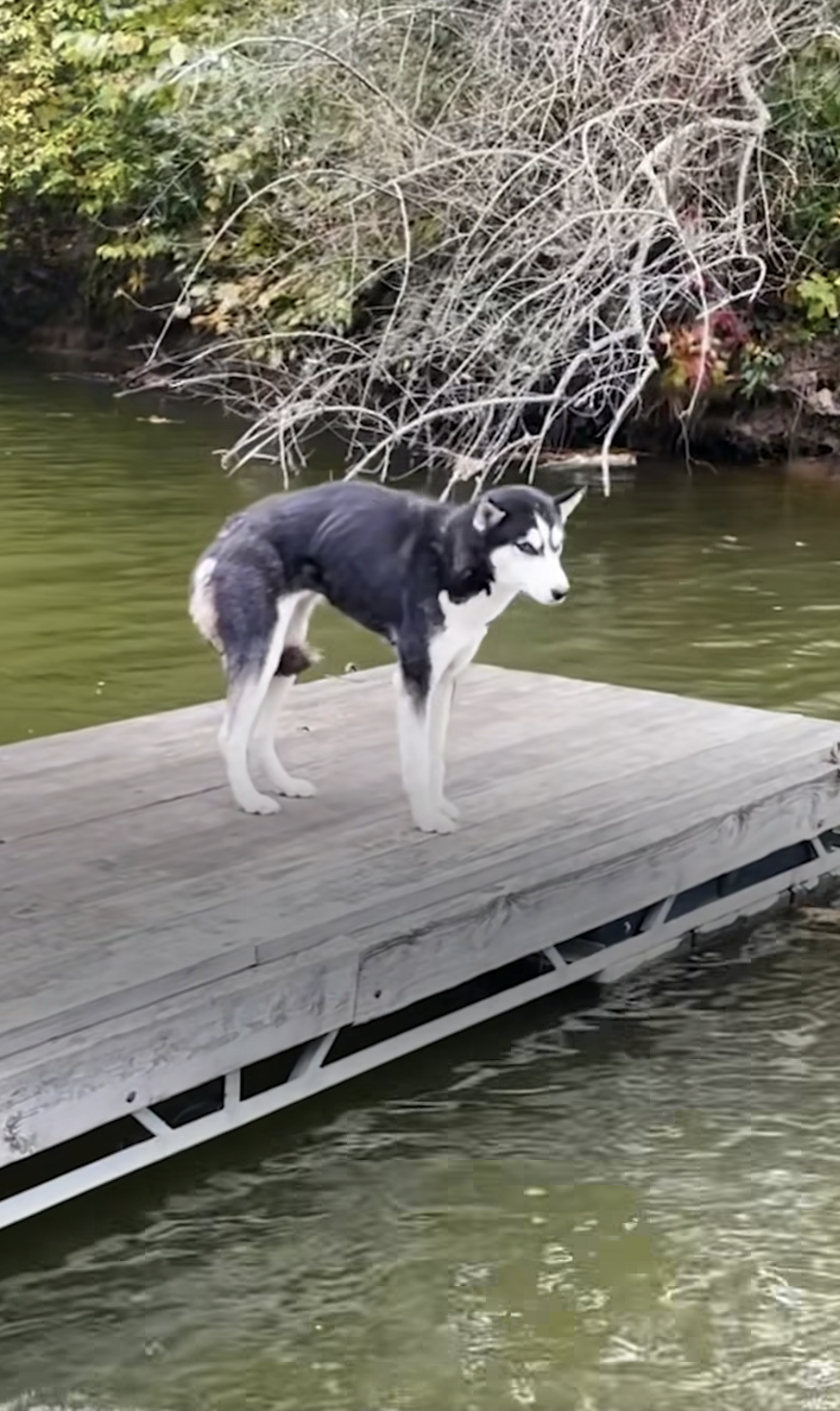 Husky Curled Up On Edge Of Dock Was Terrified Of Being Rescued - The Dodo