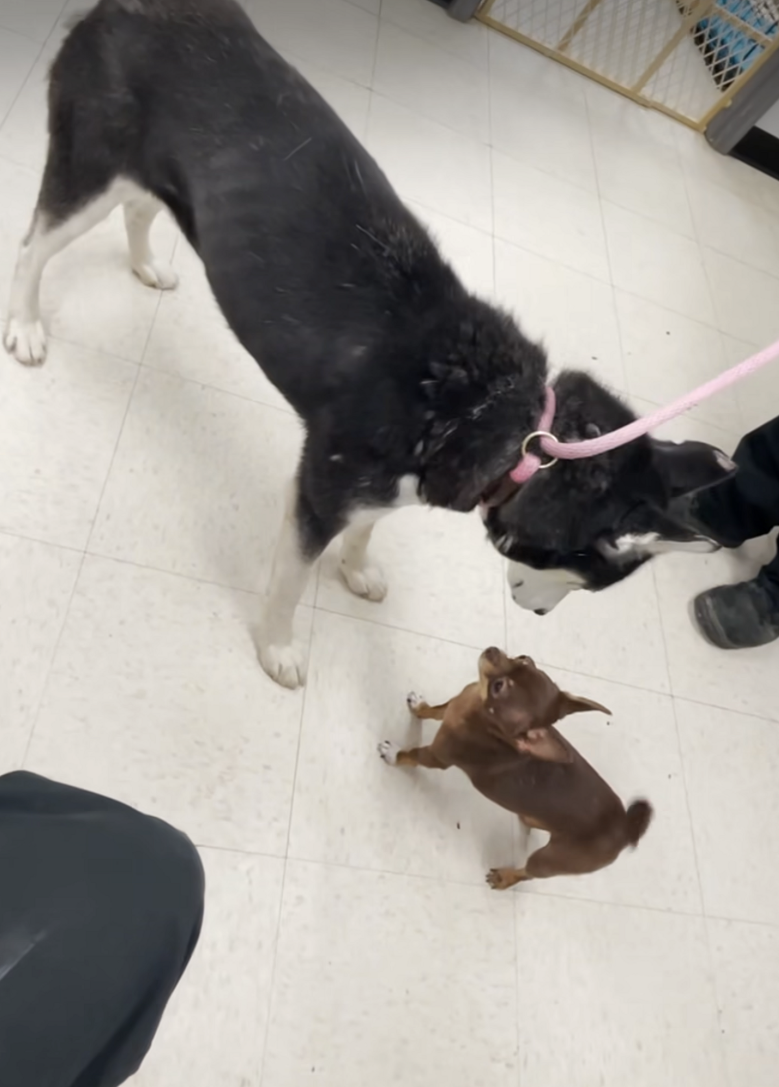 Husky Curled Up On Edge Of Dock Was Terrified Of Being Rescued - The Dodo