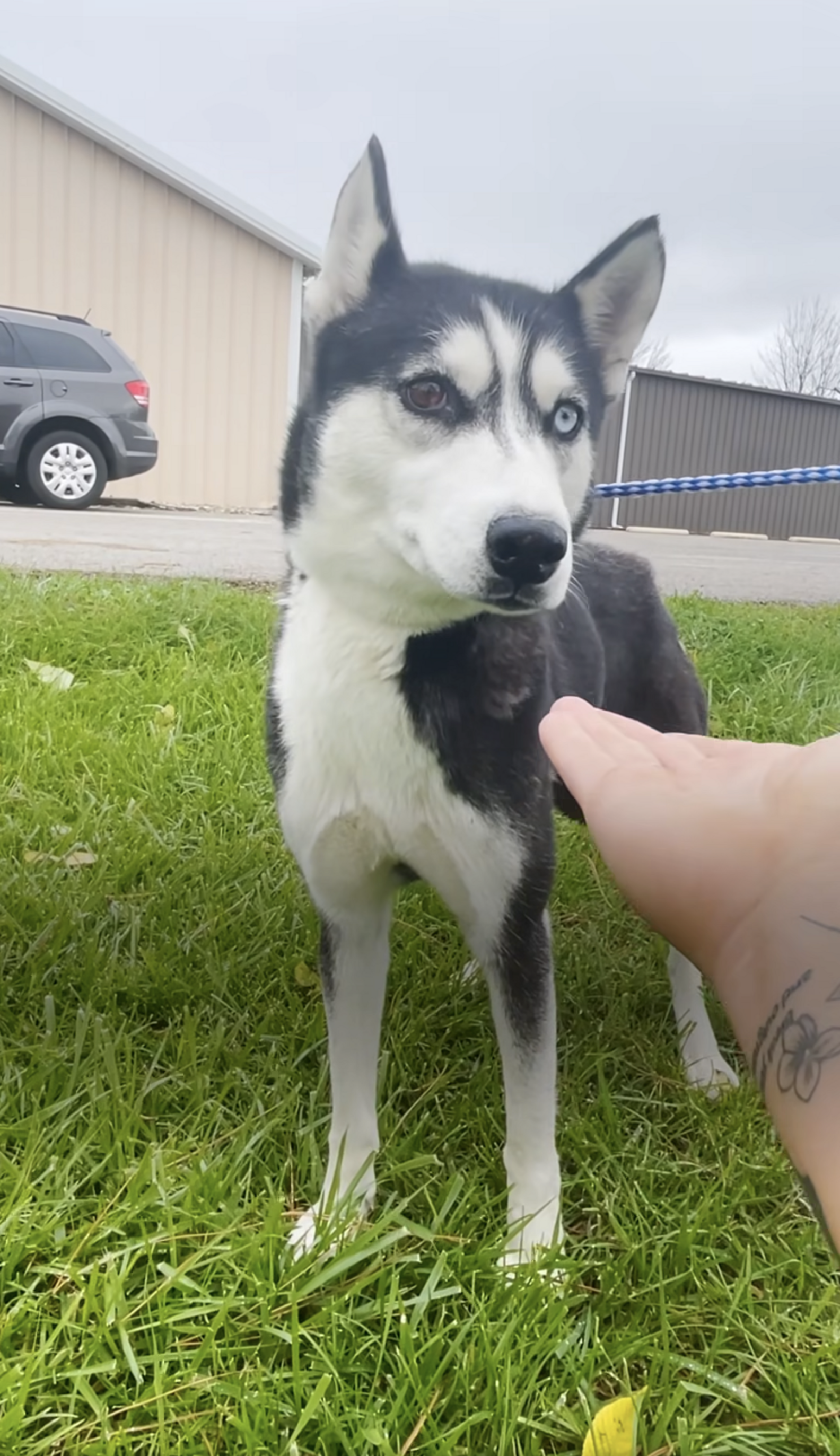 Husky Curled Up On Edge Of Dock Was Terrified Of Being Rescued - The Dodo