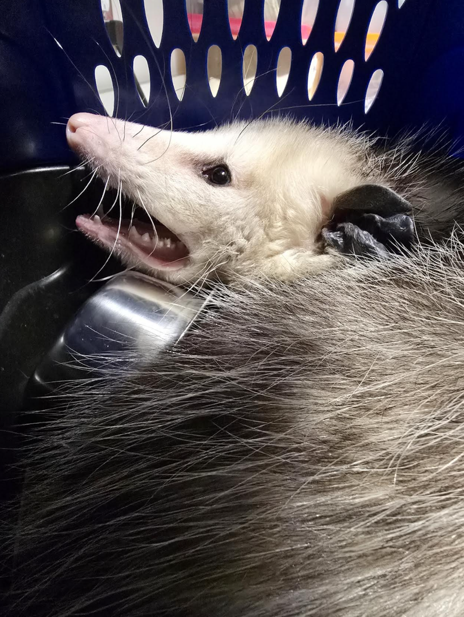 'Cranky' Opossum Faces Ultimate Shame After Devouring Entire Cake By ...