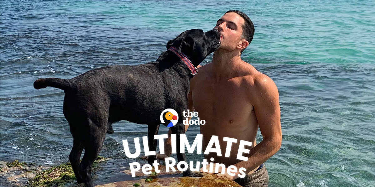 Ultimate Pet Routines with Drew & Dennis Harrisberg - Videos - The Dodo