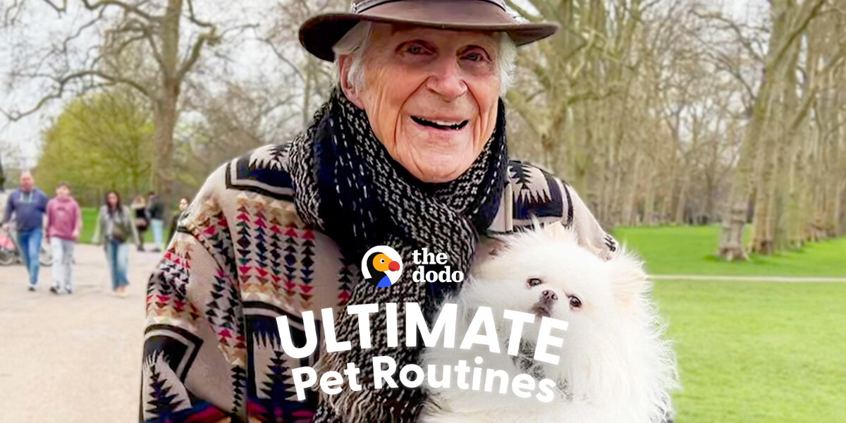 Ultimate Pet Routines with Dad and Dolly - Videos - The Dodo