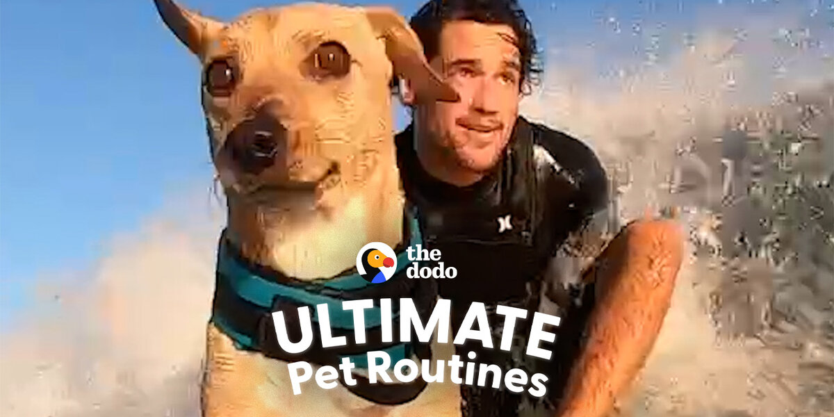 Dog Loves To Do All Sorts Of Ocean Sports With Dad - Videos - The Dodo