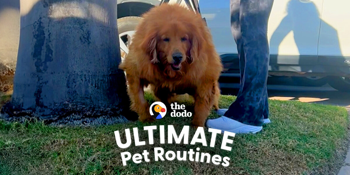 Rescue Golden Was Unable To Stand Up - Videos - The Dodo