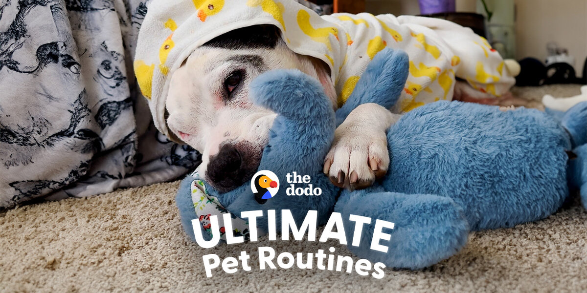 Rescue Pittie Takes Toys On His Walks For Emotional Support - Videos ...