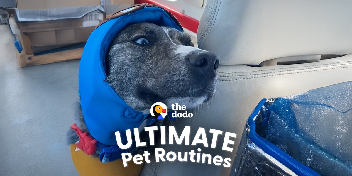 This Dog Loves Flying With Her Dad - Videos - The Dodo