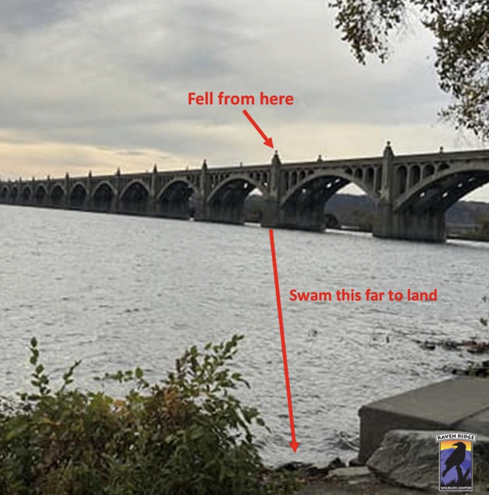 Rescuers Watch In Horror As Animal Falls Off Bridge — Then They See Him ...