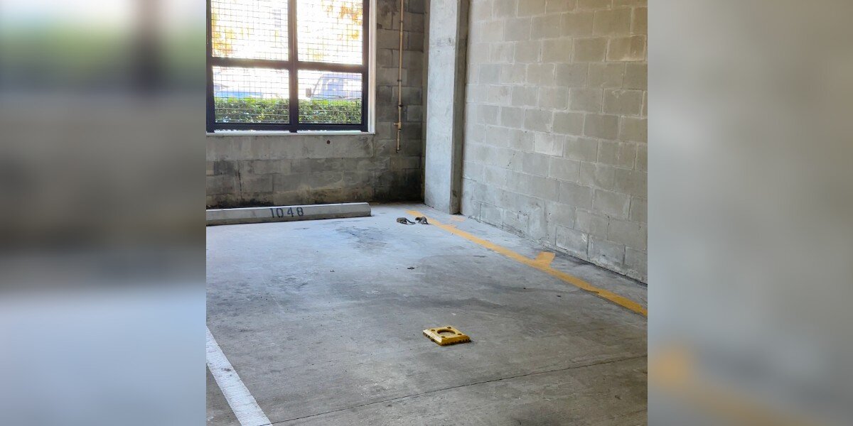 Women See 'Giant Mice' In Parking Spot — Then Realize They're Orphaned ...