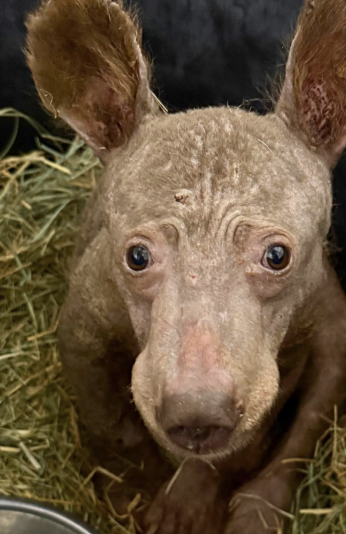He Was Orphaned, Hairless and Afraid — Now He’s Unrecognizable - The Dodo